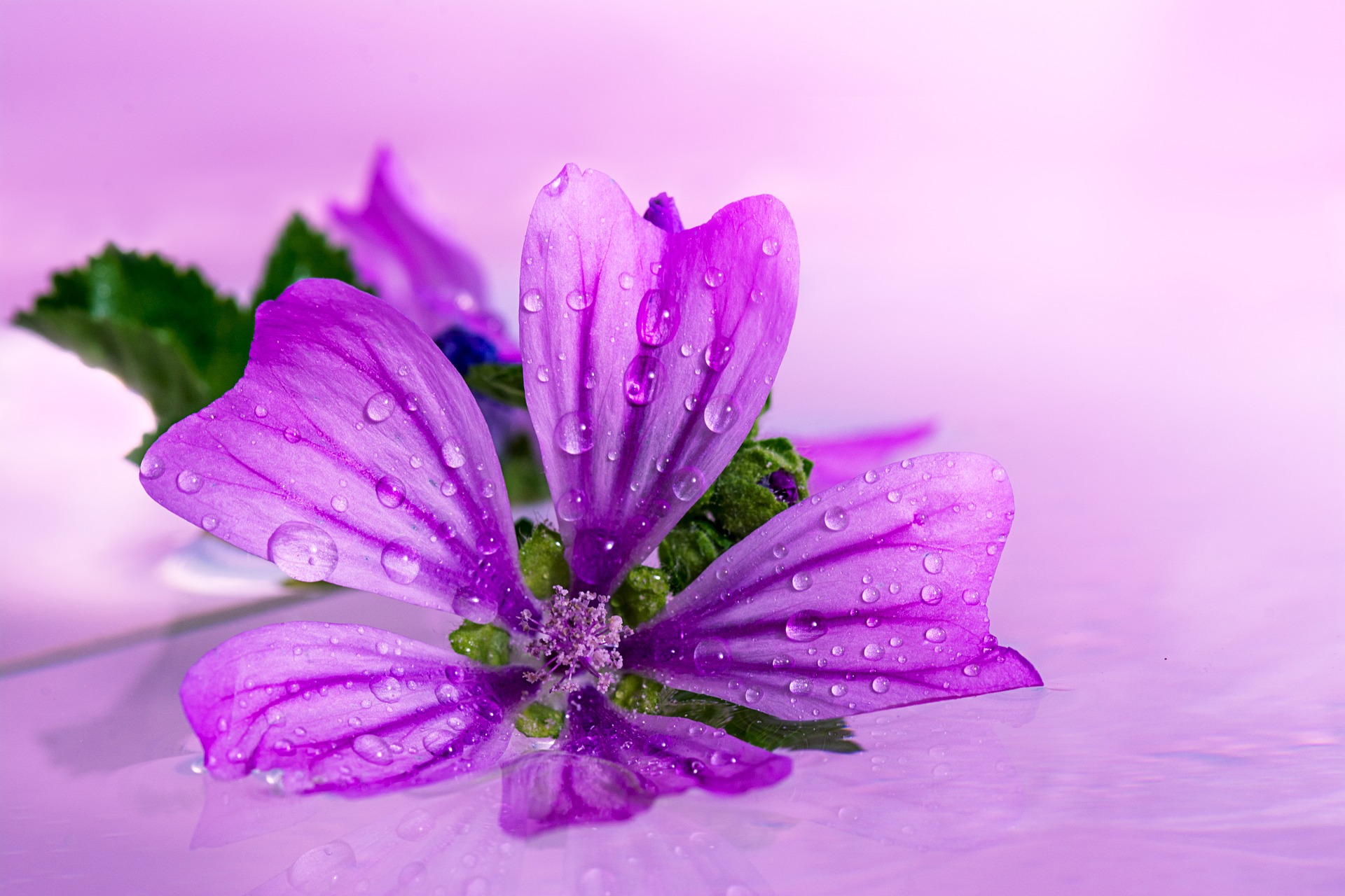 Focus Ingrédients compléments alimentaires N°1 : La Mauve - Kares-up